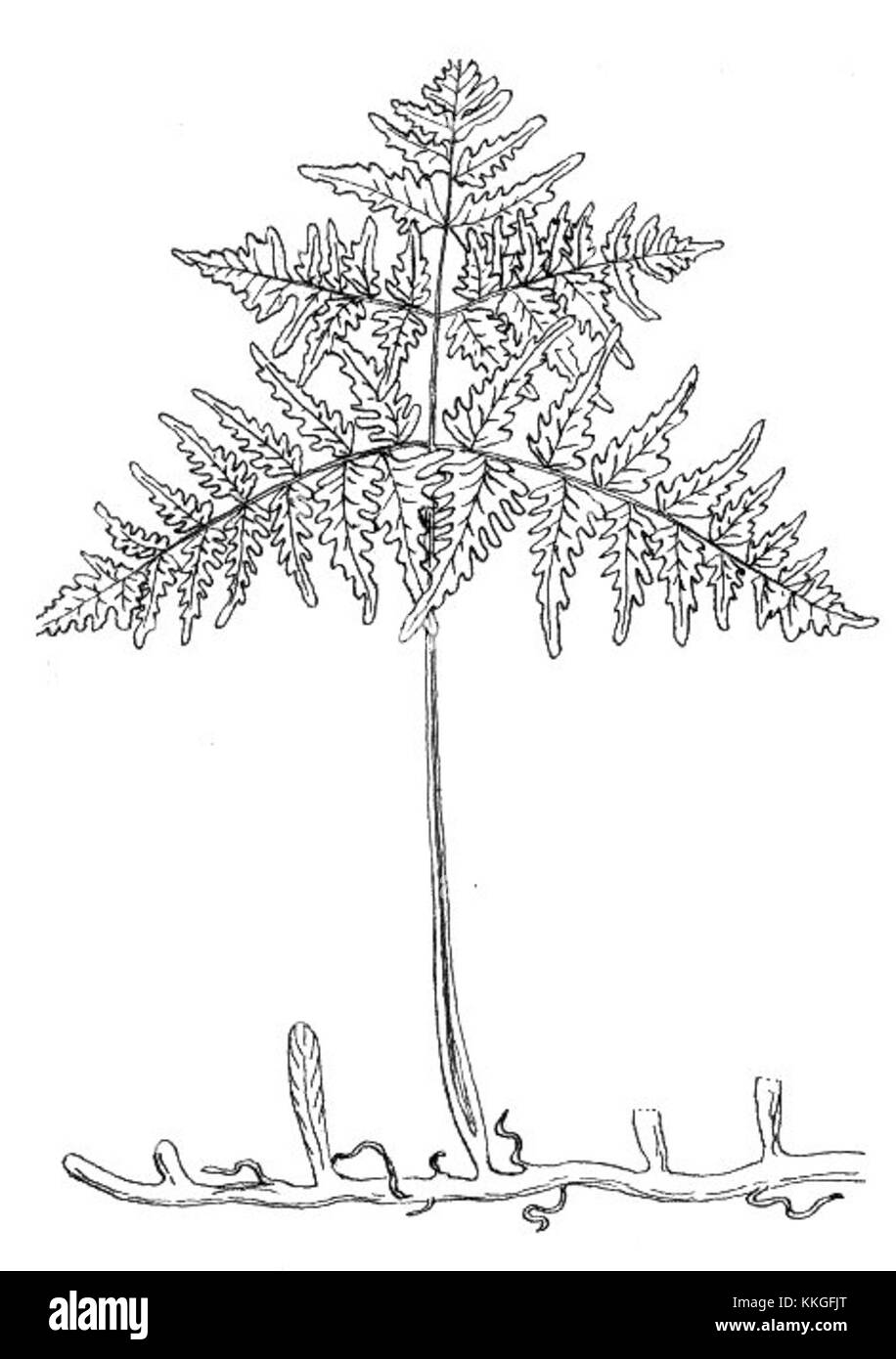 Bracken how Black and White Stock Photos & Images - Alamy
