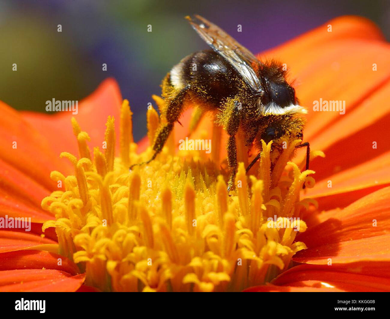 This image refers to a species of bumblebee (Bombus) captured by ...