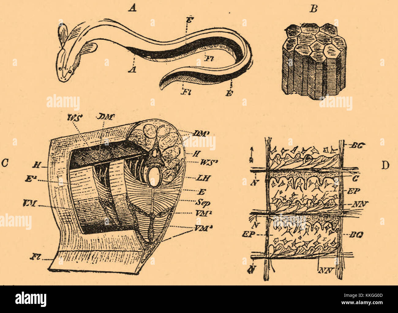 An illustration from the Brockhaus-Efron Encyclopedic Dictionary ...