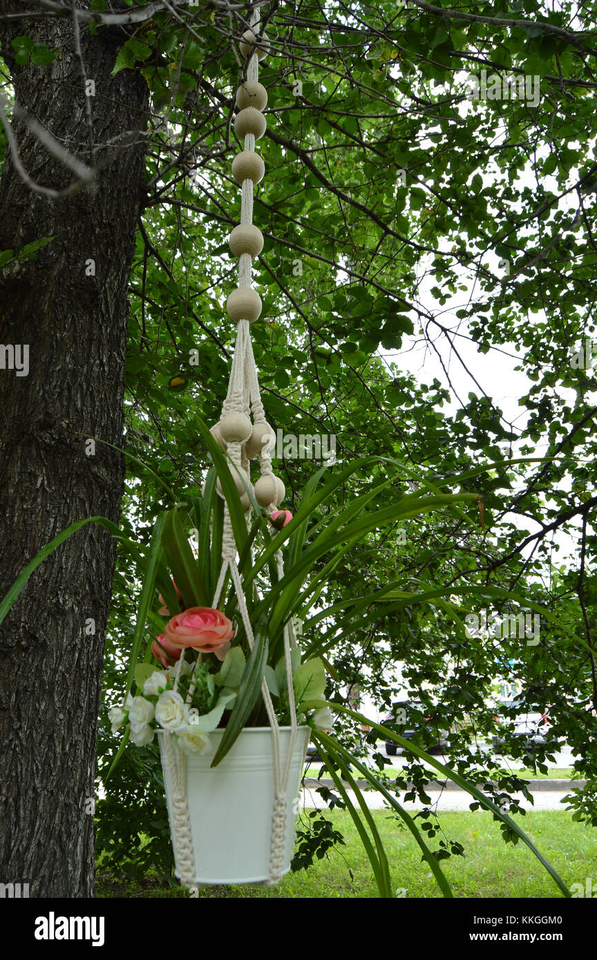 Hanging basket rose hi-res stock photography and images - Alamy