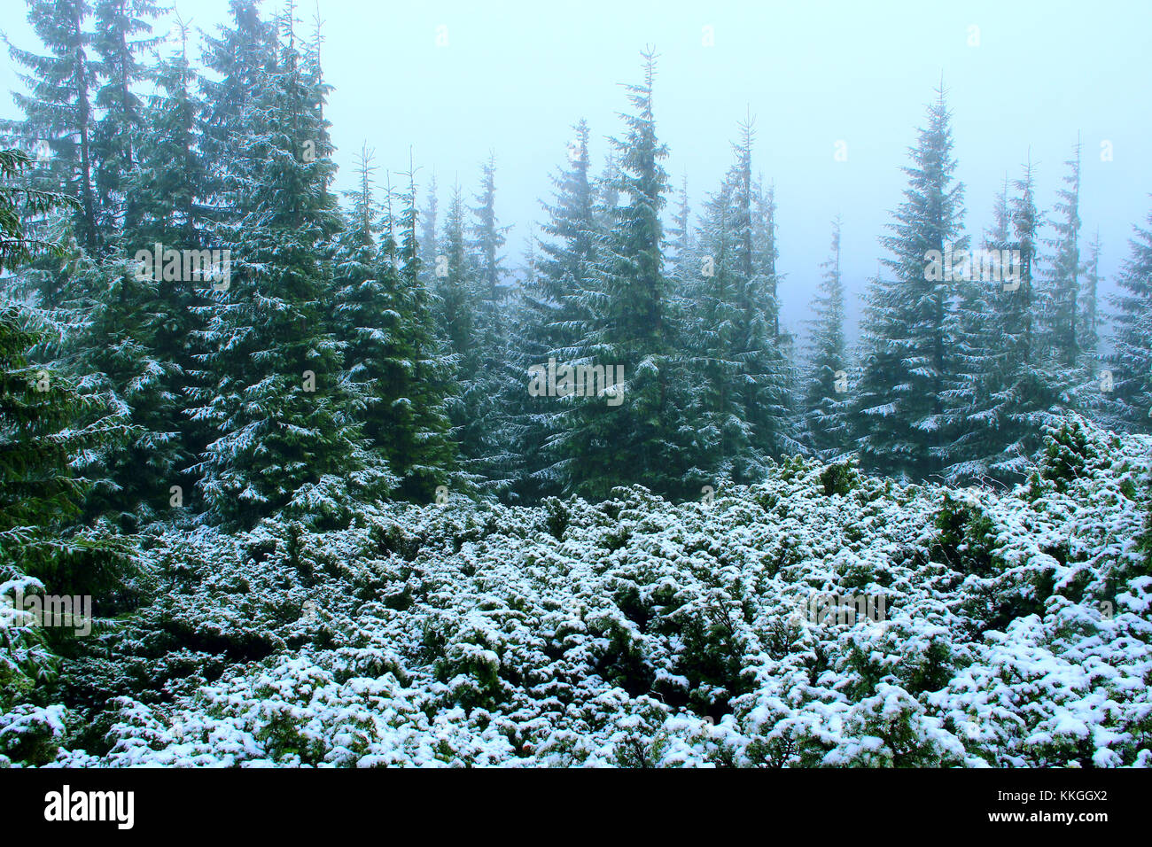 dense green forest with fir trees after the first snow in the year ...