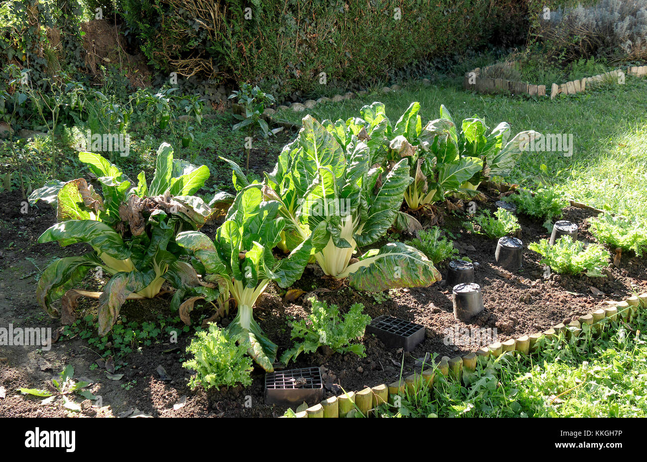 the mature chard in a vegetable garden Stock Photo - Alamy
