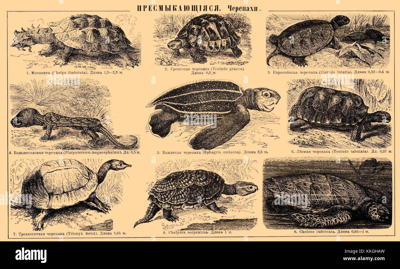 Brockhaus and Efron Encyclopedic Dictionary b49 082-5 Stock Photo - Alamy