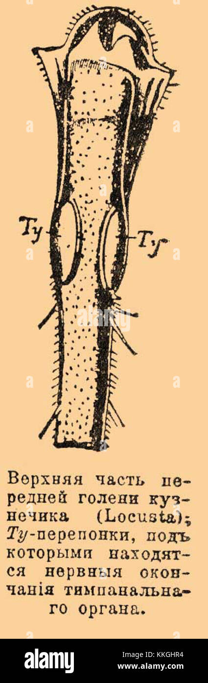 The Brockhaus and Efron Encyclopedic Dictionary, published in the early ...