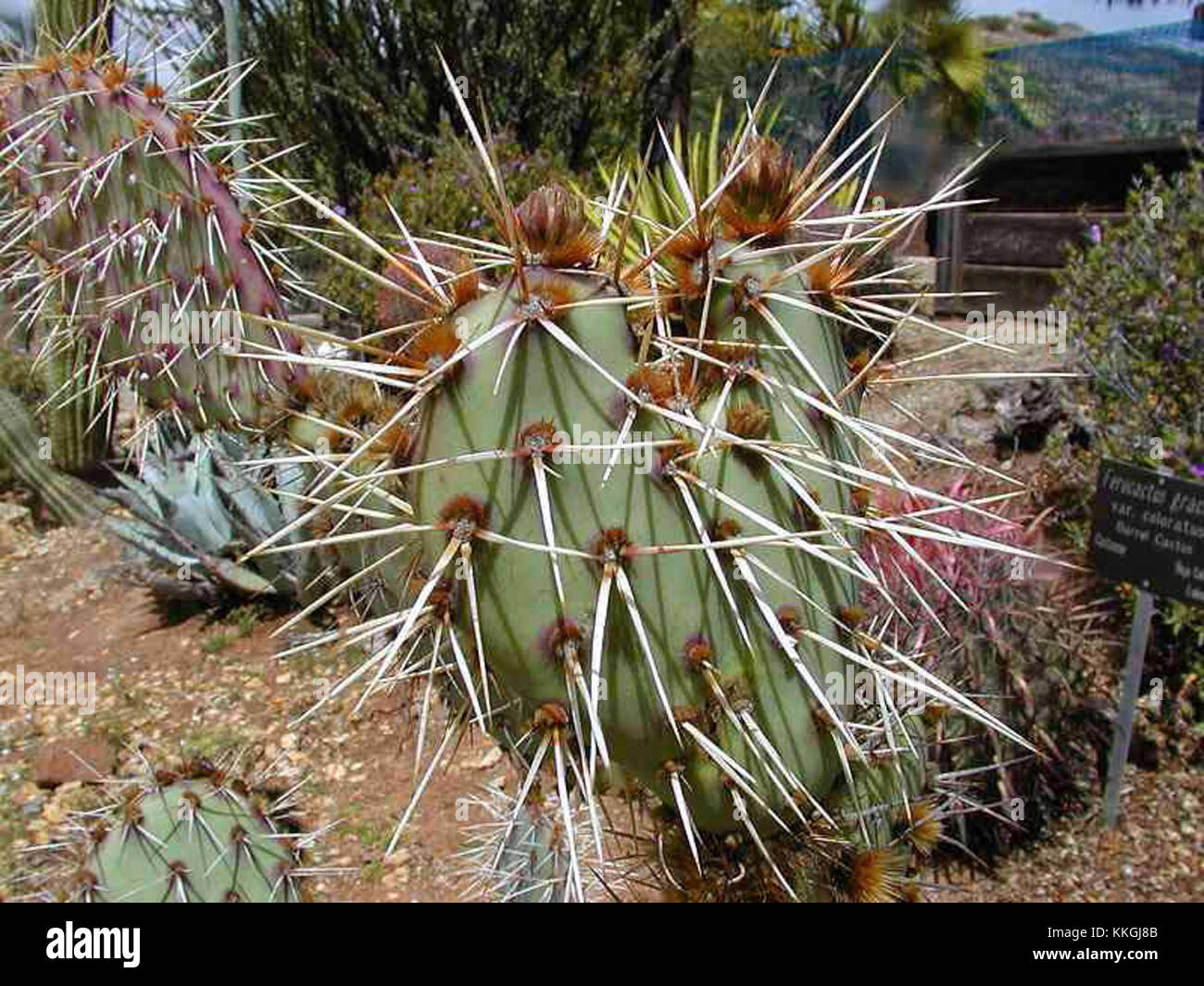 A cactus specimen, showcasing the unique characteristics and ...