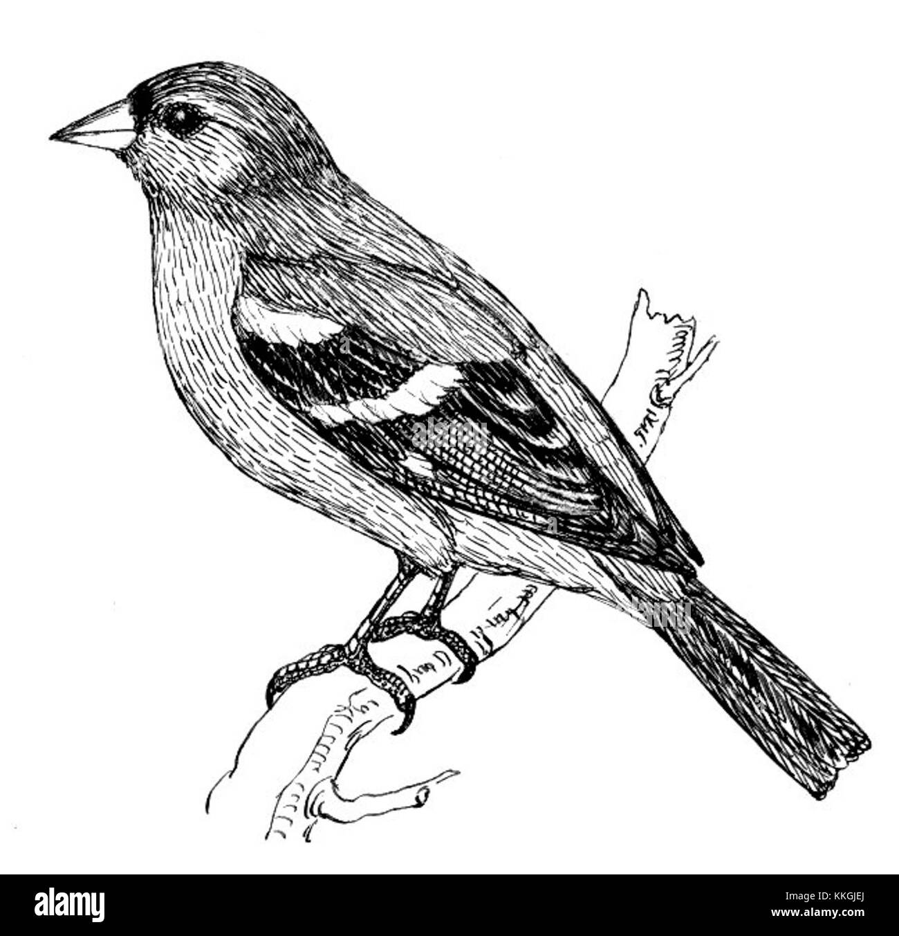 Small common garden bird Cut Out Stock Images & Pictures - Alamy