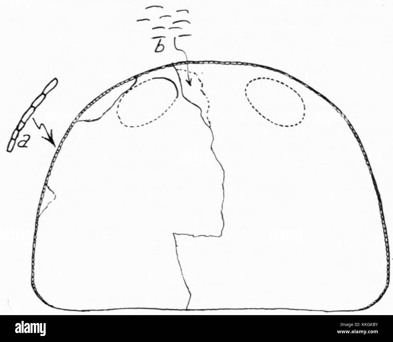 Eurypterids, ancient marine arthropods from the Devonian period, are ...