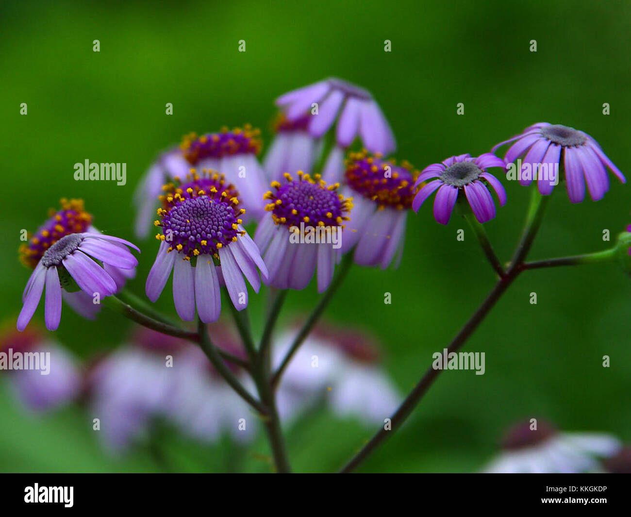 This image of a flower captures the intricate details and natural ...