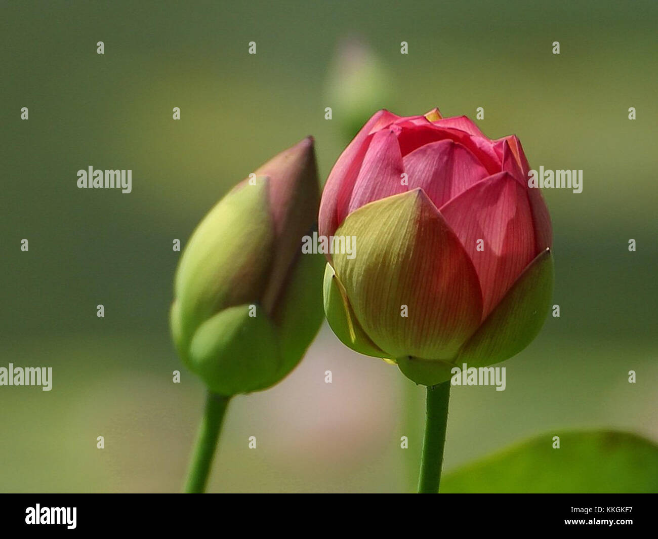 Represent flower structures hi-res stock photography and images - Alamy