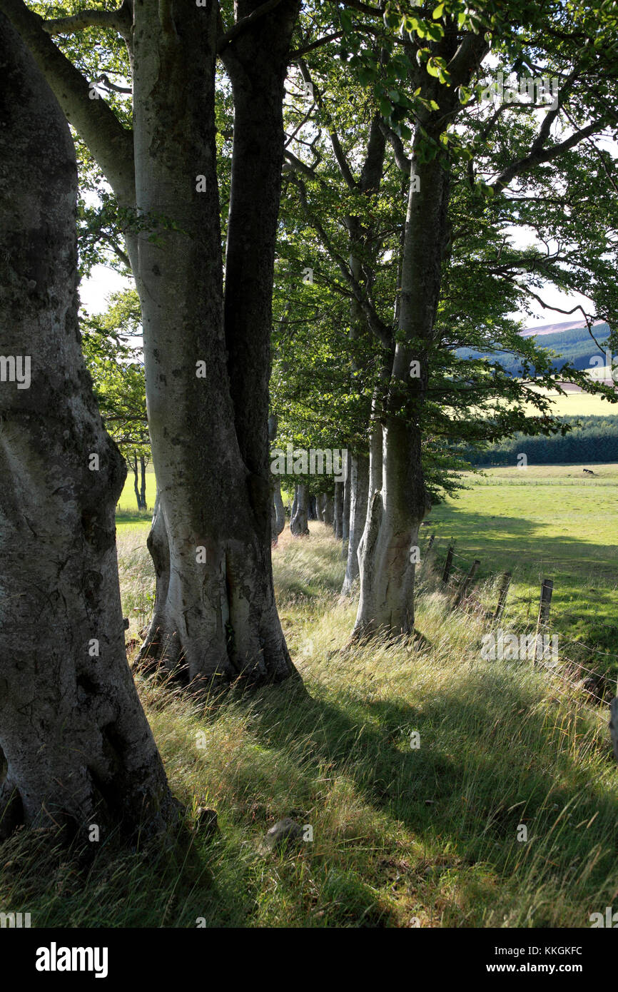 Windbreak tree hi-res stock photography and images - Alamy