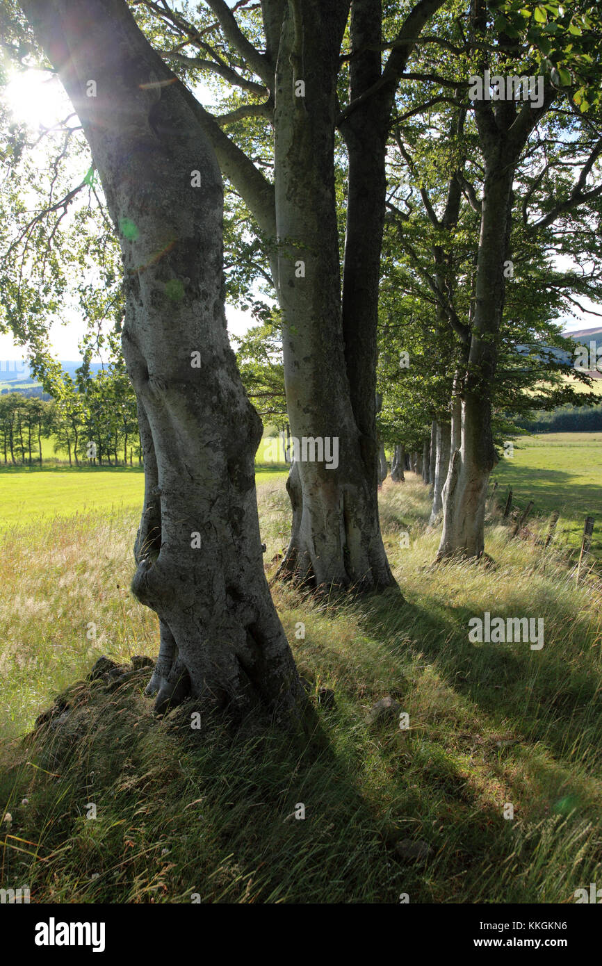 A row of windbreak beech trees on the edge of Tarland, a village in ...