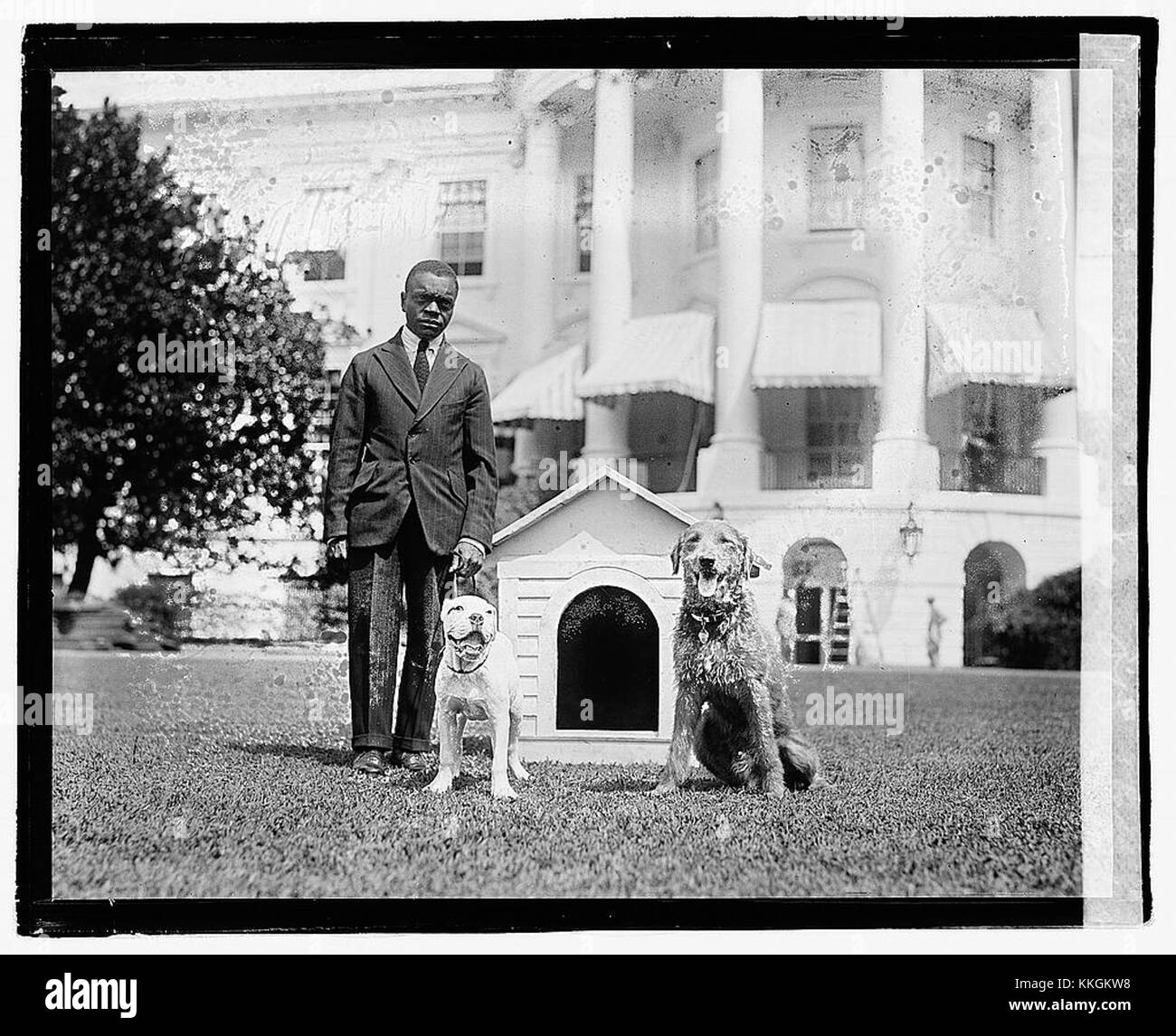 A photograph showcasing Harding dogs, likely related to the early 20th ...