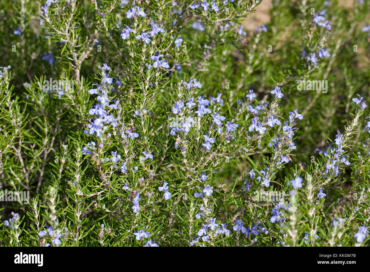 Plants rosmarinus hi-res stock photography and images - Alamy