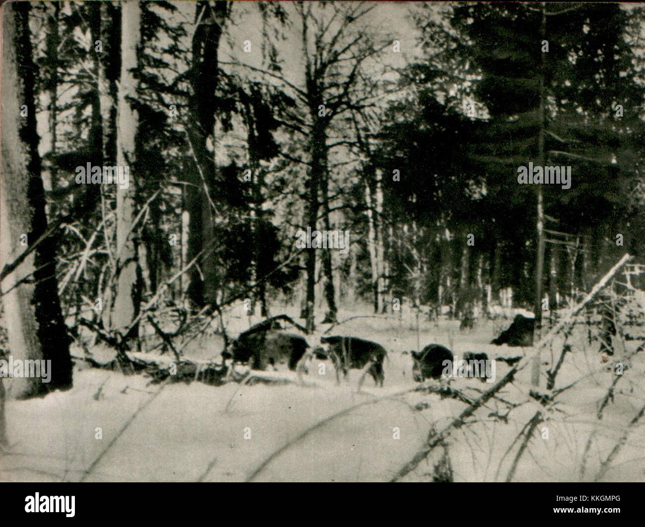 Karpinski hi-res stock photography and images - Alamy