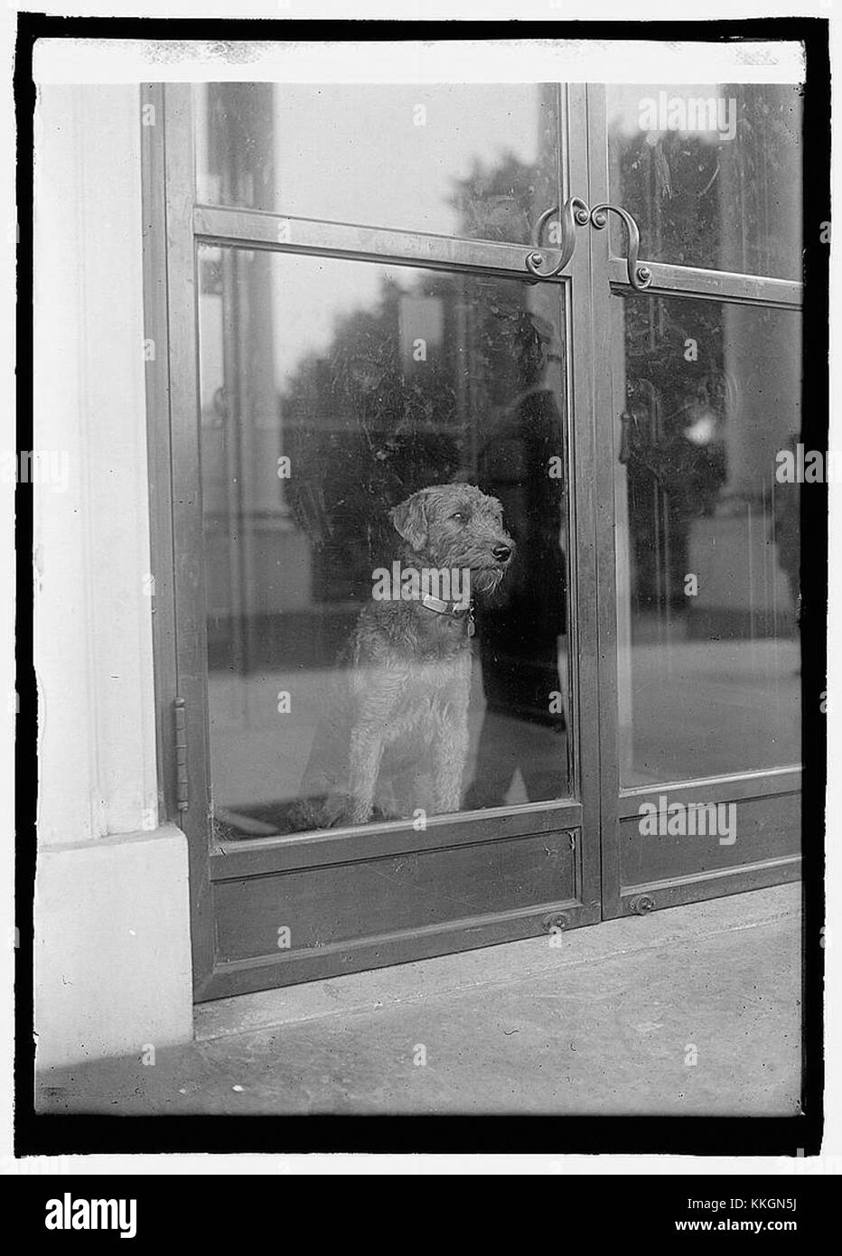 Laddie Boy 5 was a famous dog in American history, known for being ...