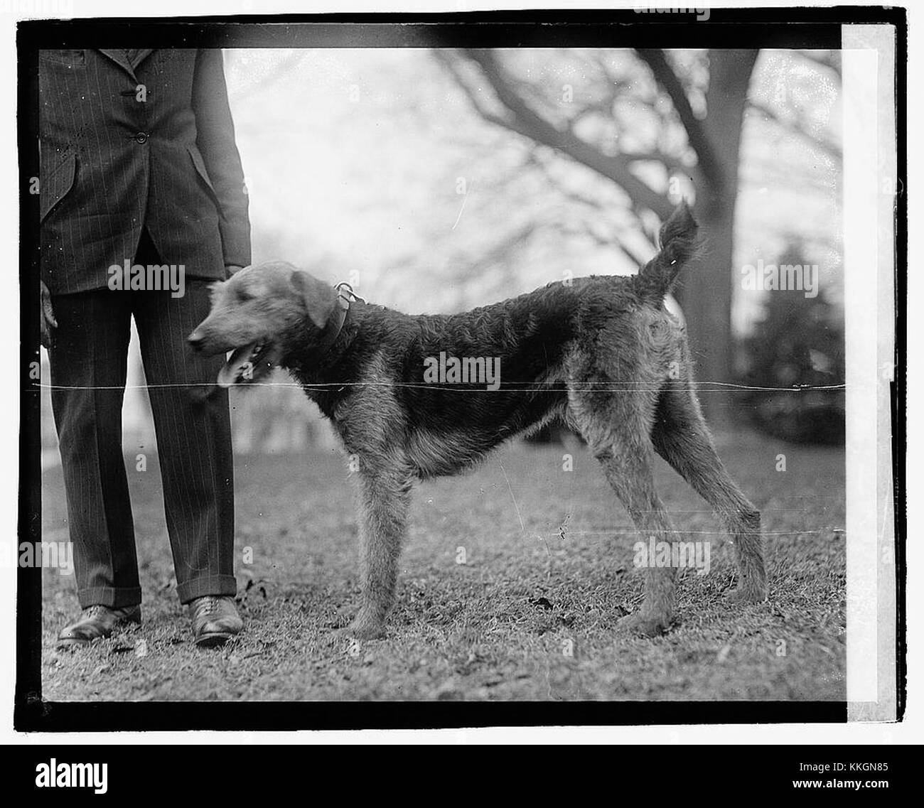 President harding dog Black and White Stock Photos & Images - Alamy