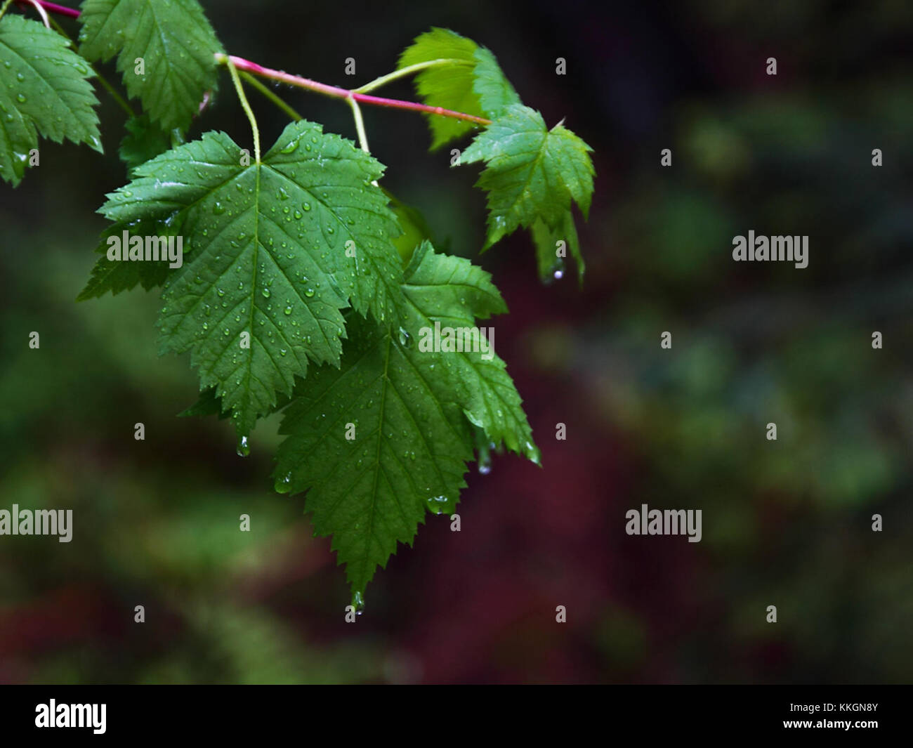 This image, titled 'Rain drops 2,' captures the delicate and transient ...