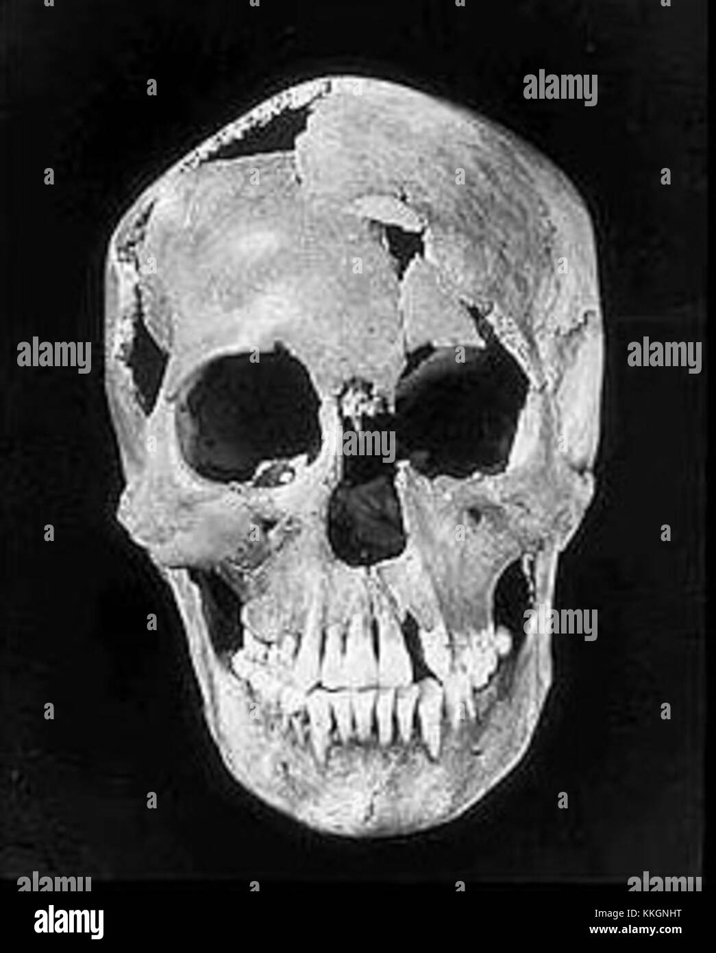 Prehistoric human skulls hi-res stock photography and images - Alamy