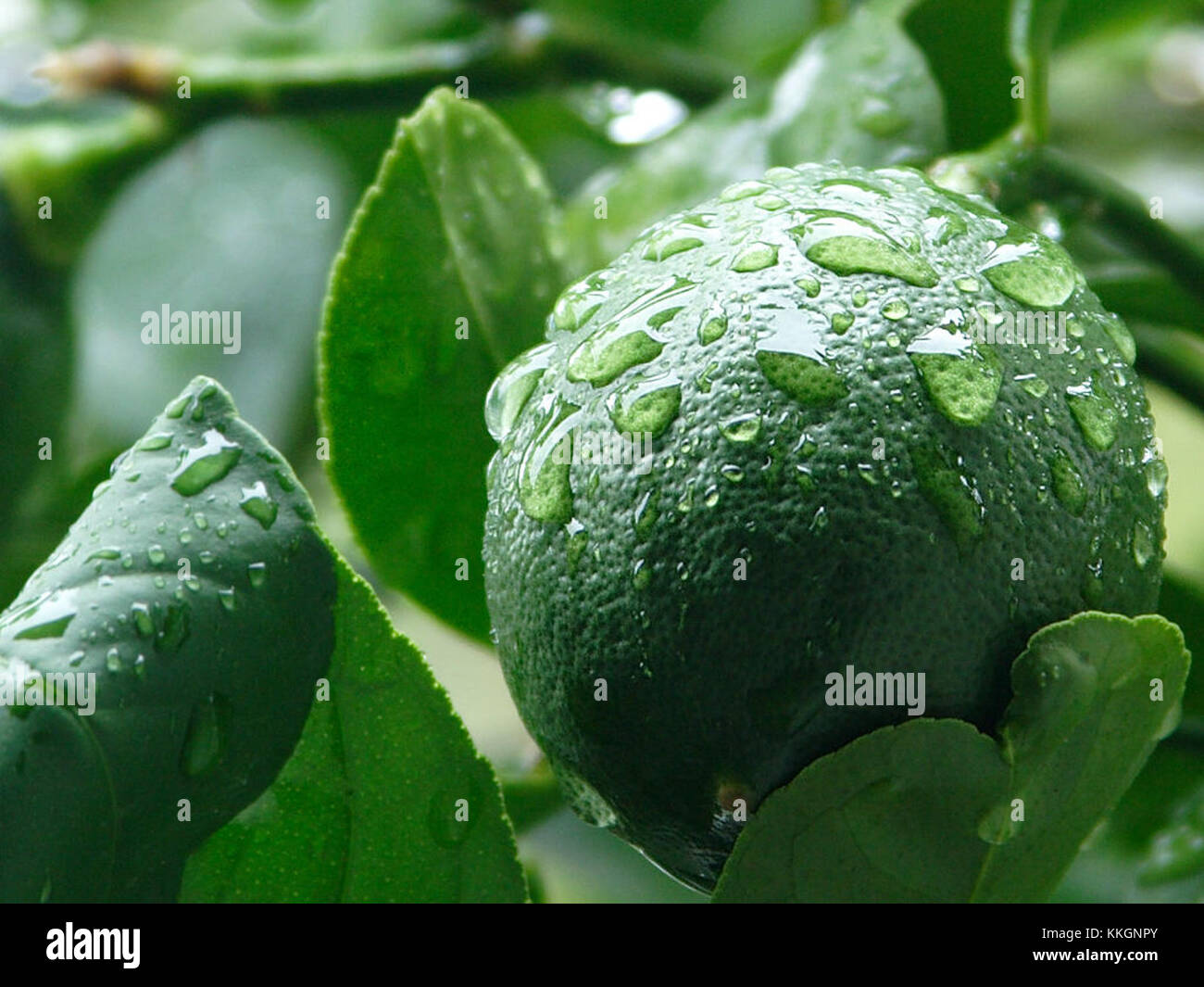 A Meyer lemon, a hybrid citrus fruit known for its sweeter, less acidic ...