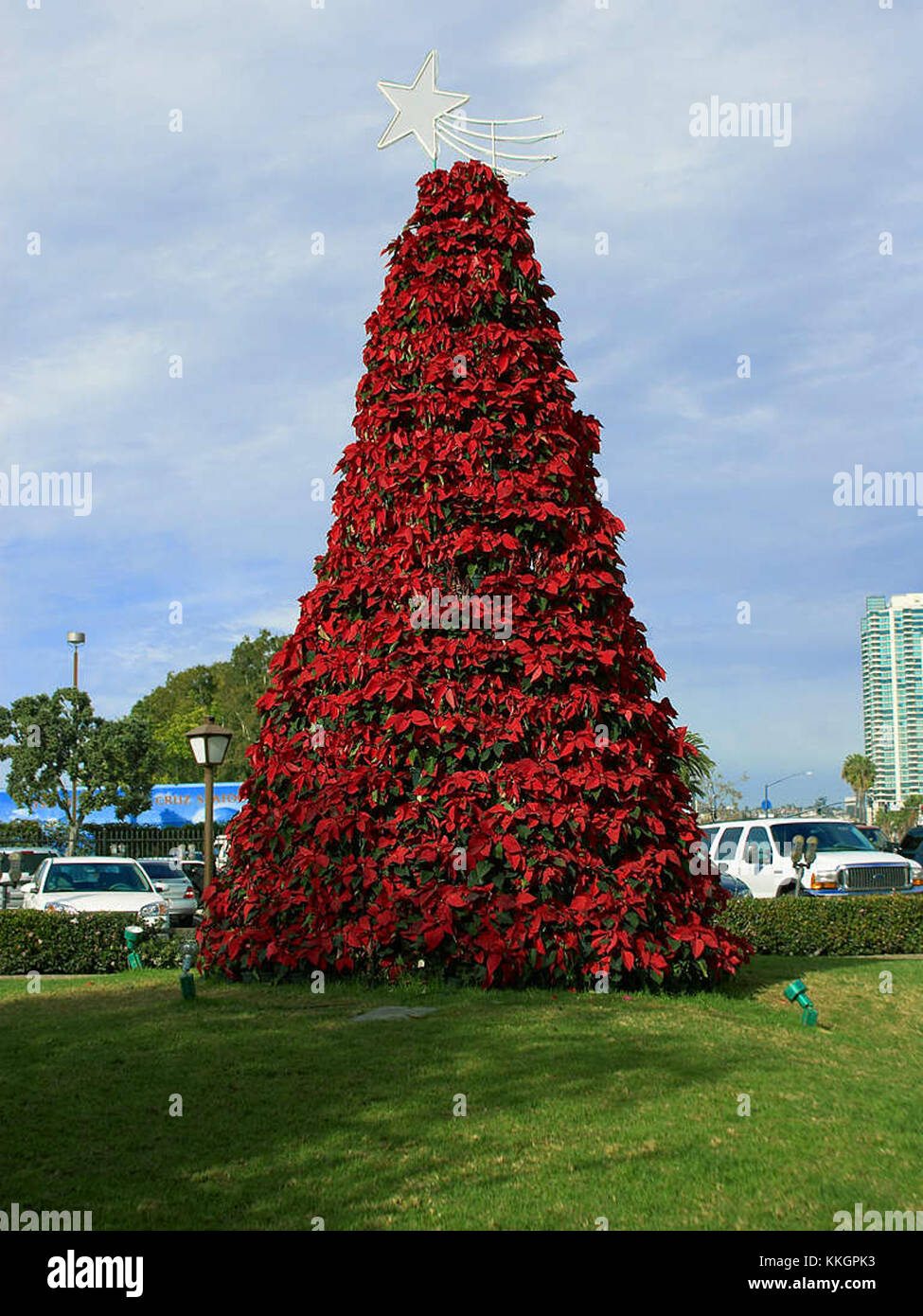 Poinsettia photograph hi-res stock photography and images - Alamy