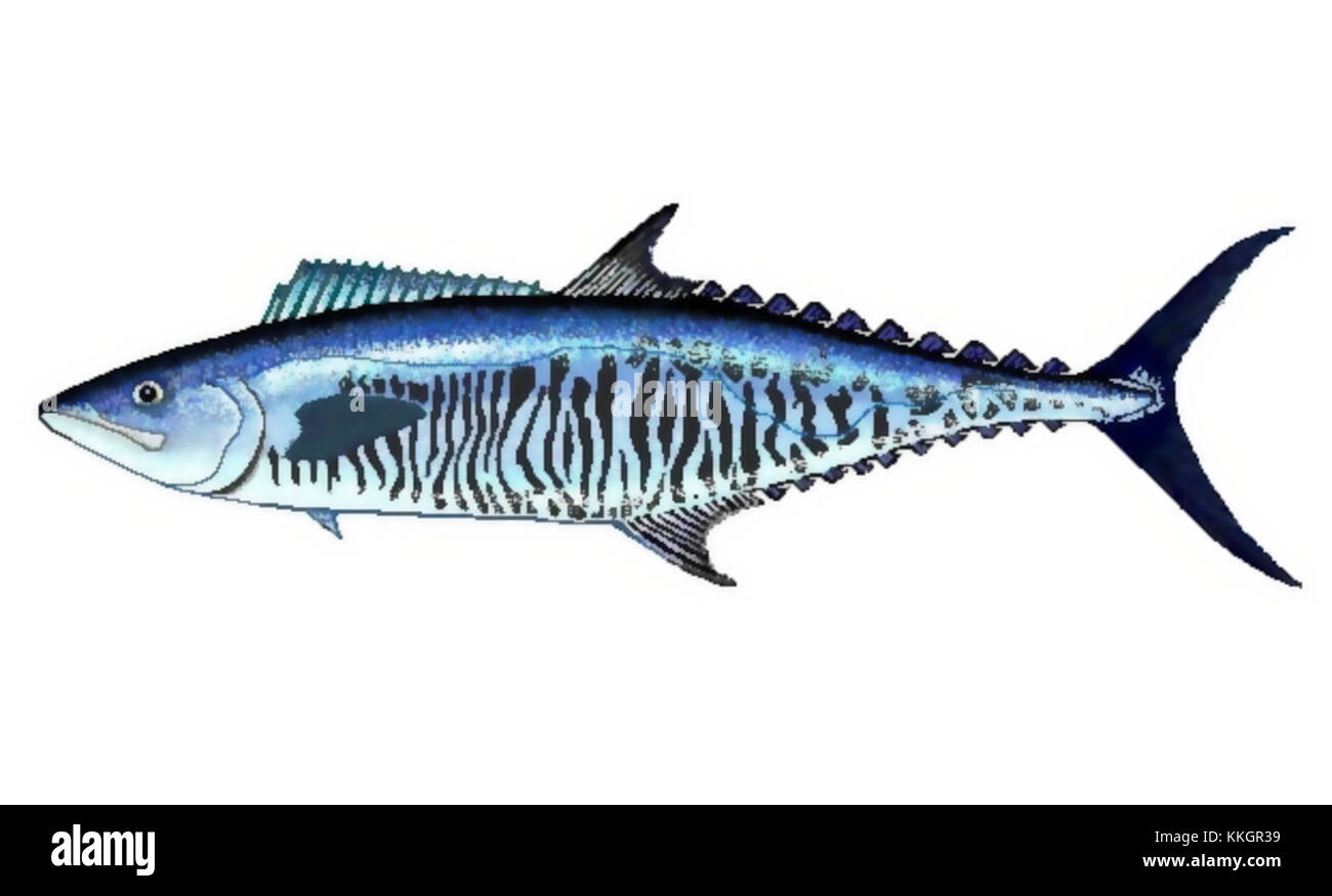 Scomberomorus hi-res stock photography and images - Alamy