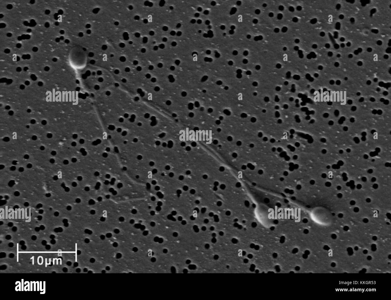 Spermatozoa are male reproductive cells responsible for fertilization ...