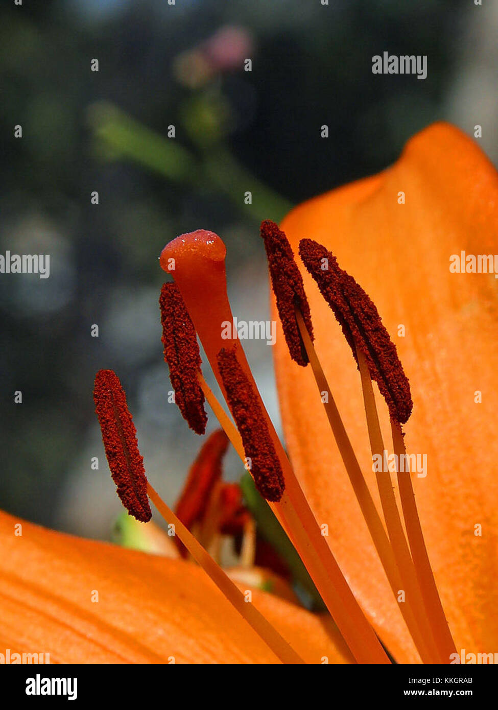 The stamens and pistil are essential reproductive organs in flowering plants. Stamens produce ...