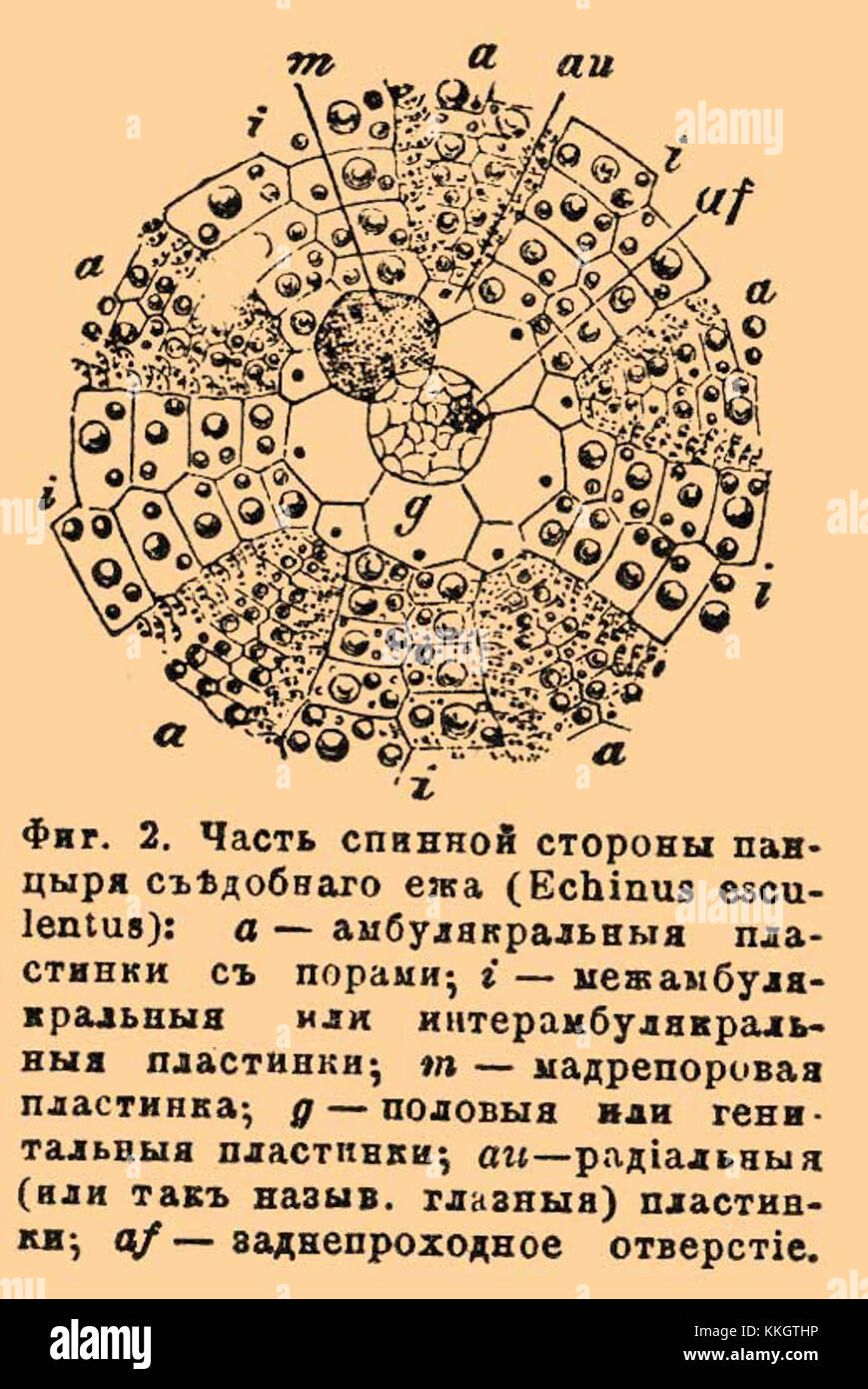 The Brockhaus and Efron Encyclopedic Dictionary is a comprehensive ...