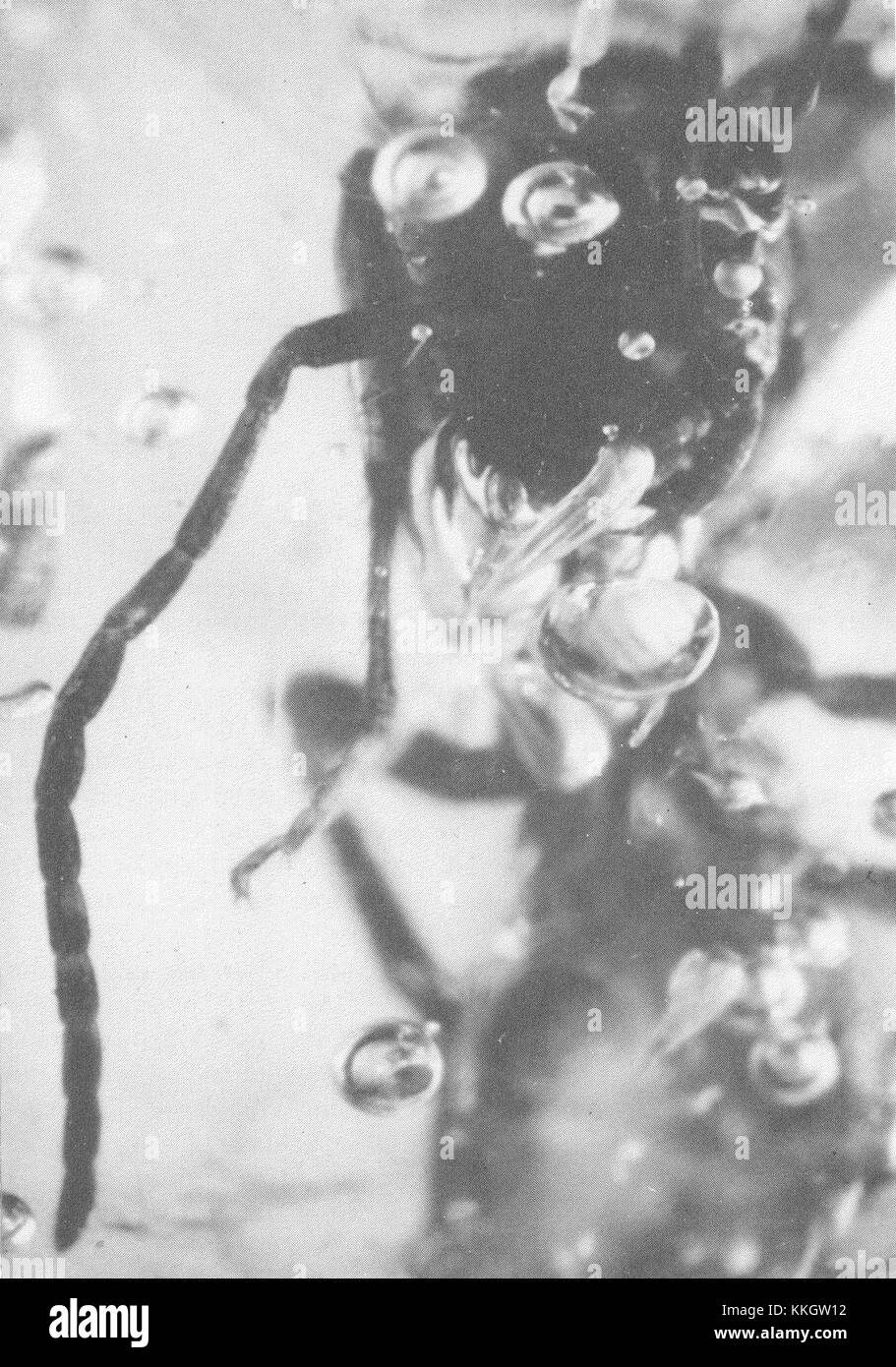 This image features the head view of a worker ant, Sphecomyrma freyi, a ...