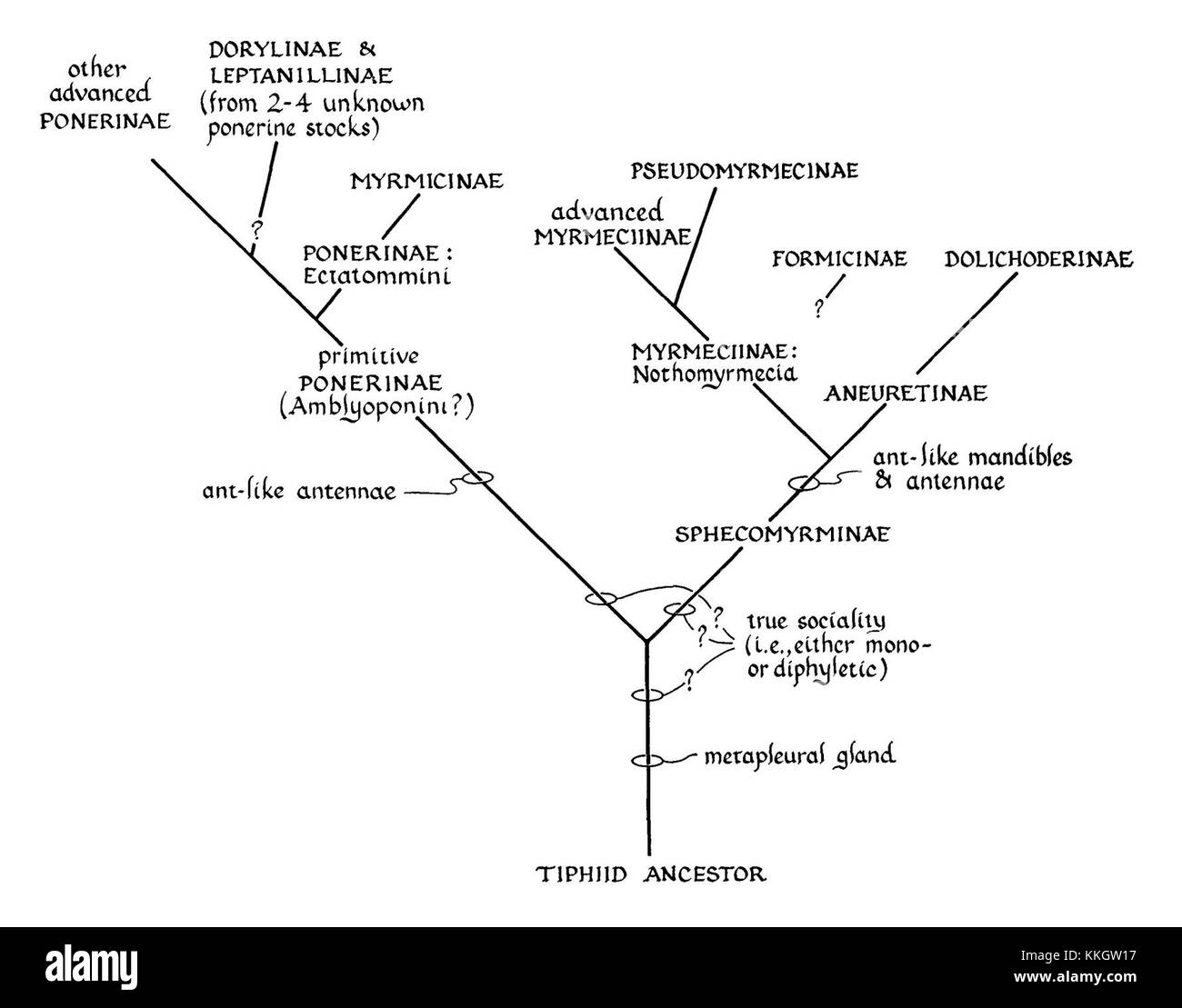 Cladogram hi-res stock photography and images - Alamy
