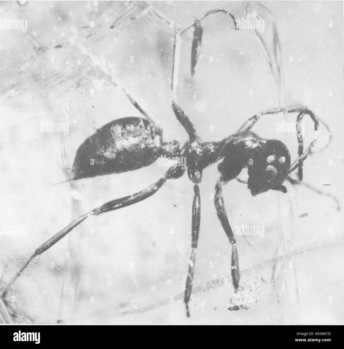 Paleontological specimen Black and White Stock Photos & Images - Alamy