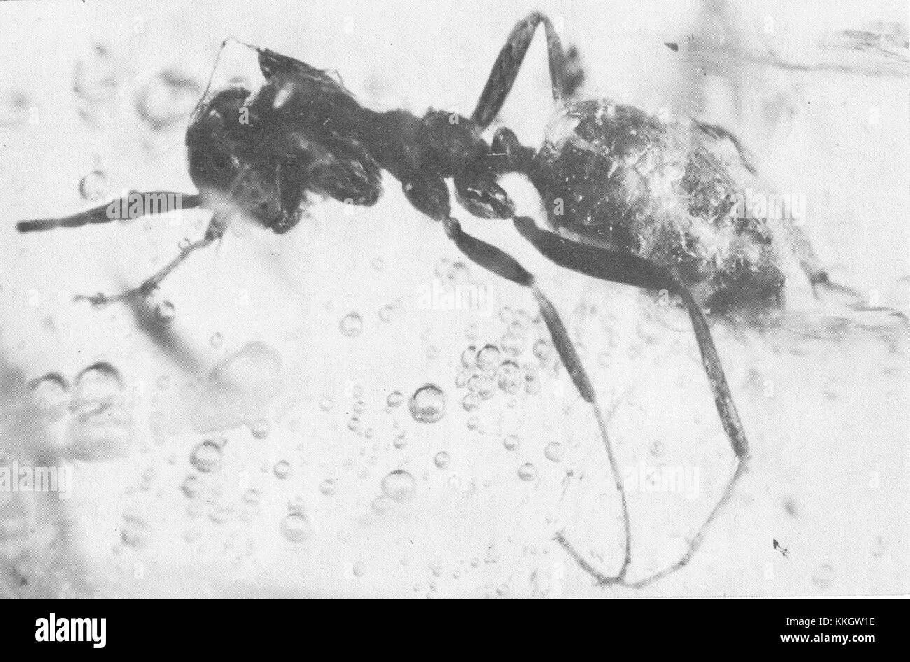 Ant fossil Black and White Stock Photos & Images - Alamy