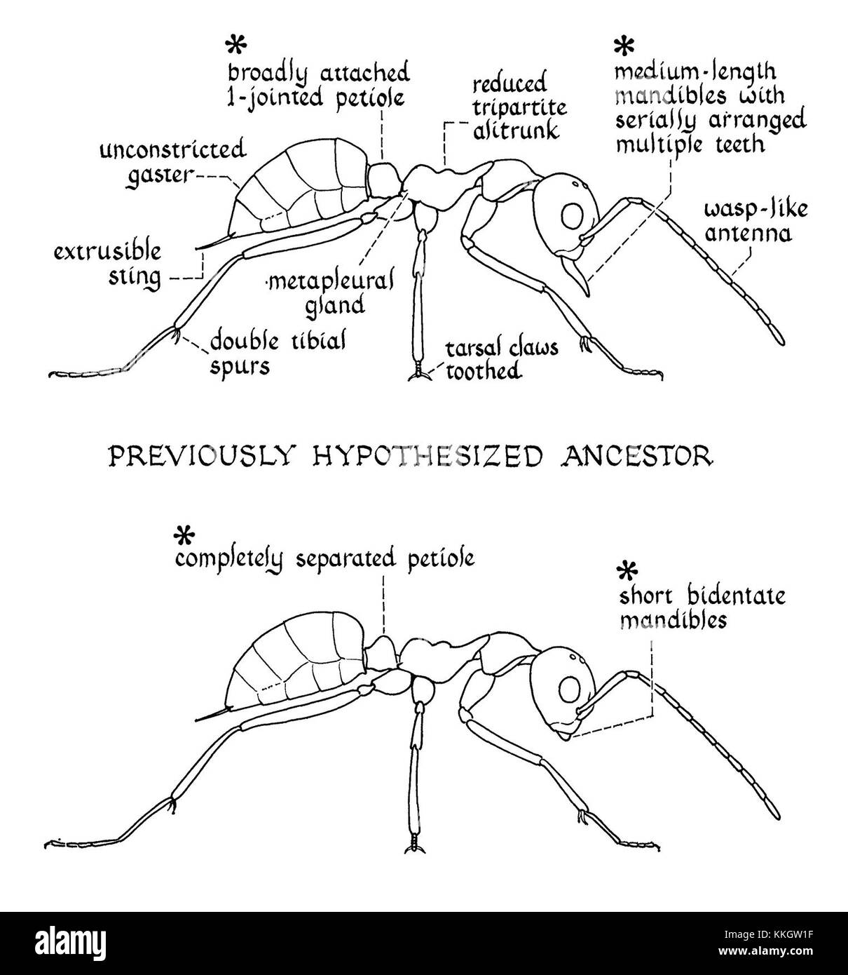 Sphecomyrma ancestor and hypothesized ancestor drawing (Wilson ...