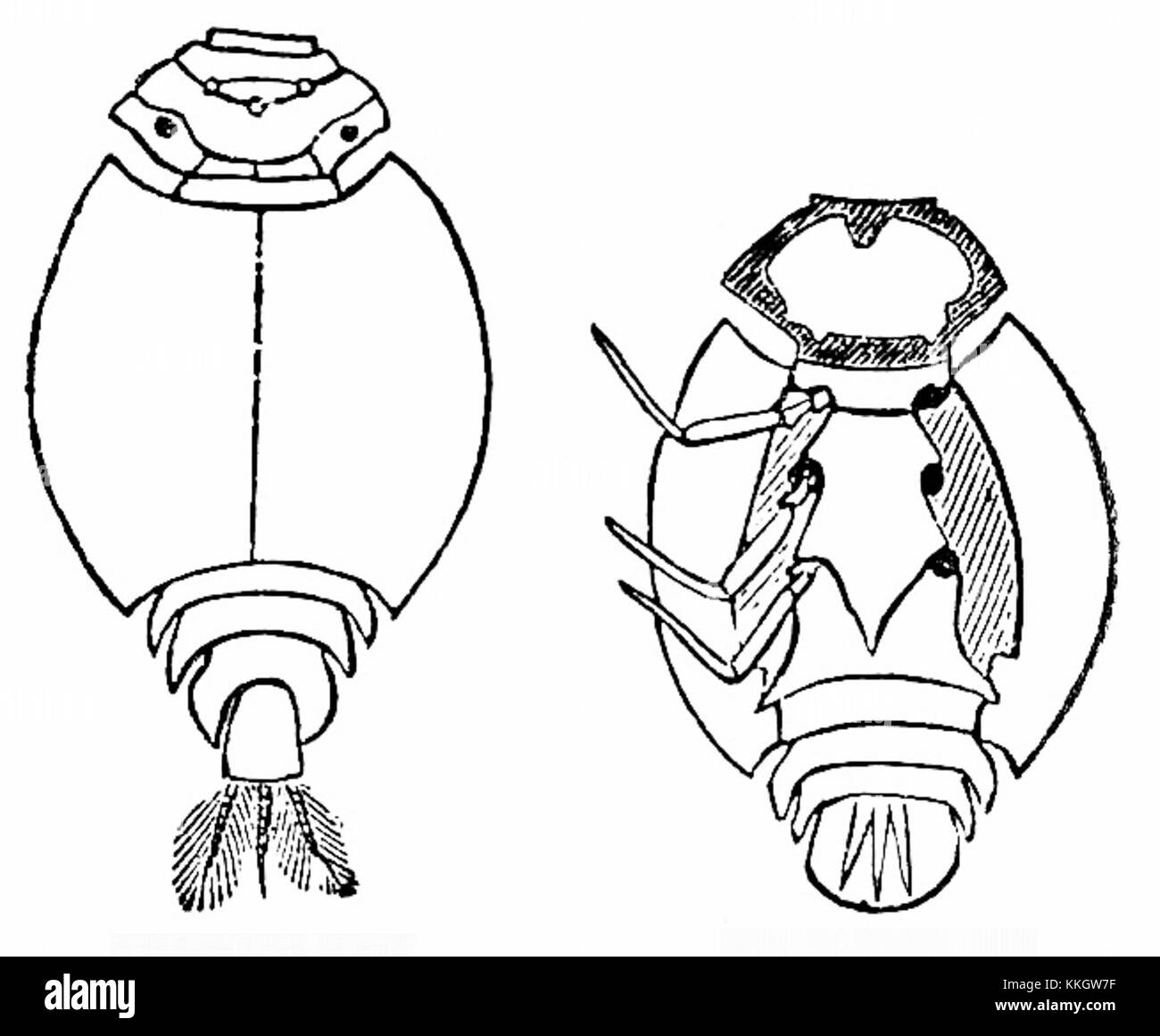 *Prosopistoma foliaceum* is a species described in the *Brockhaus-Efron ...