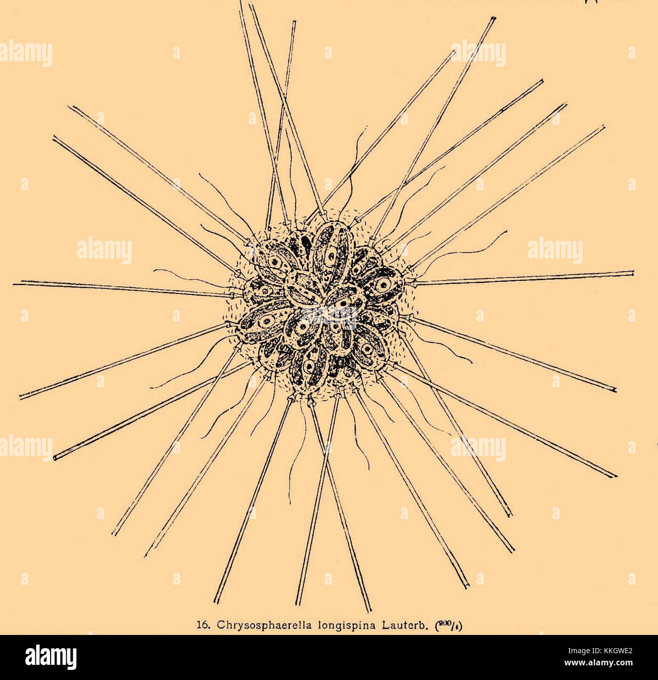 Longispina hi-res stock photography and images - Alamy