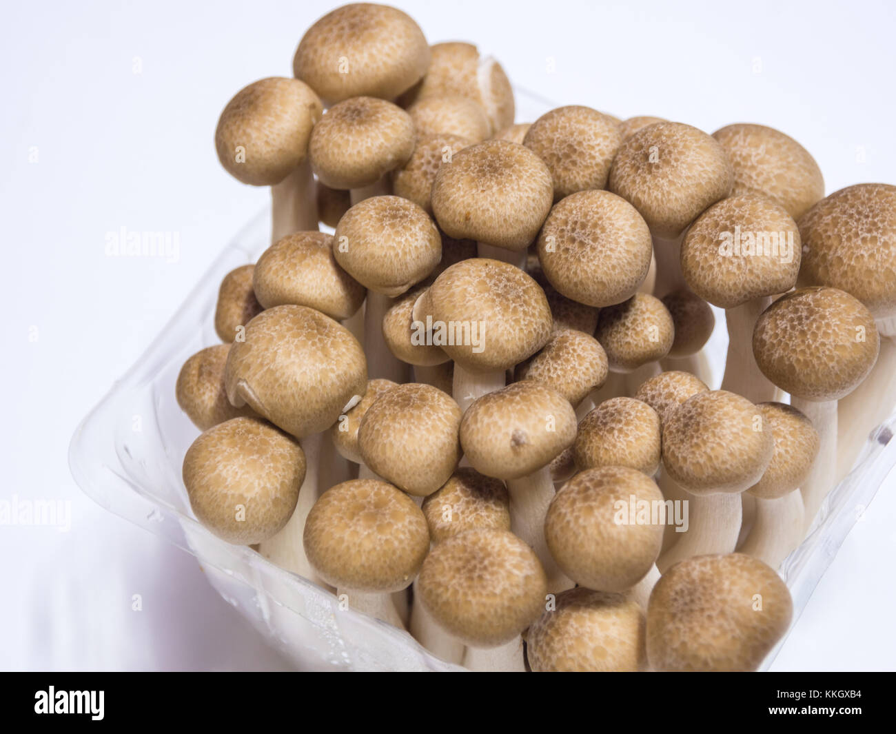 Closeup bunch shimeji mushrooms hi-res stock photography and images - Alamy