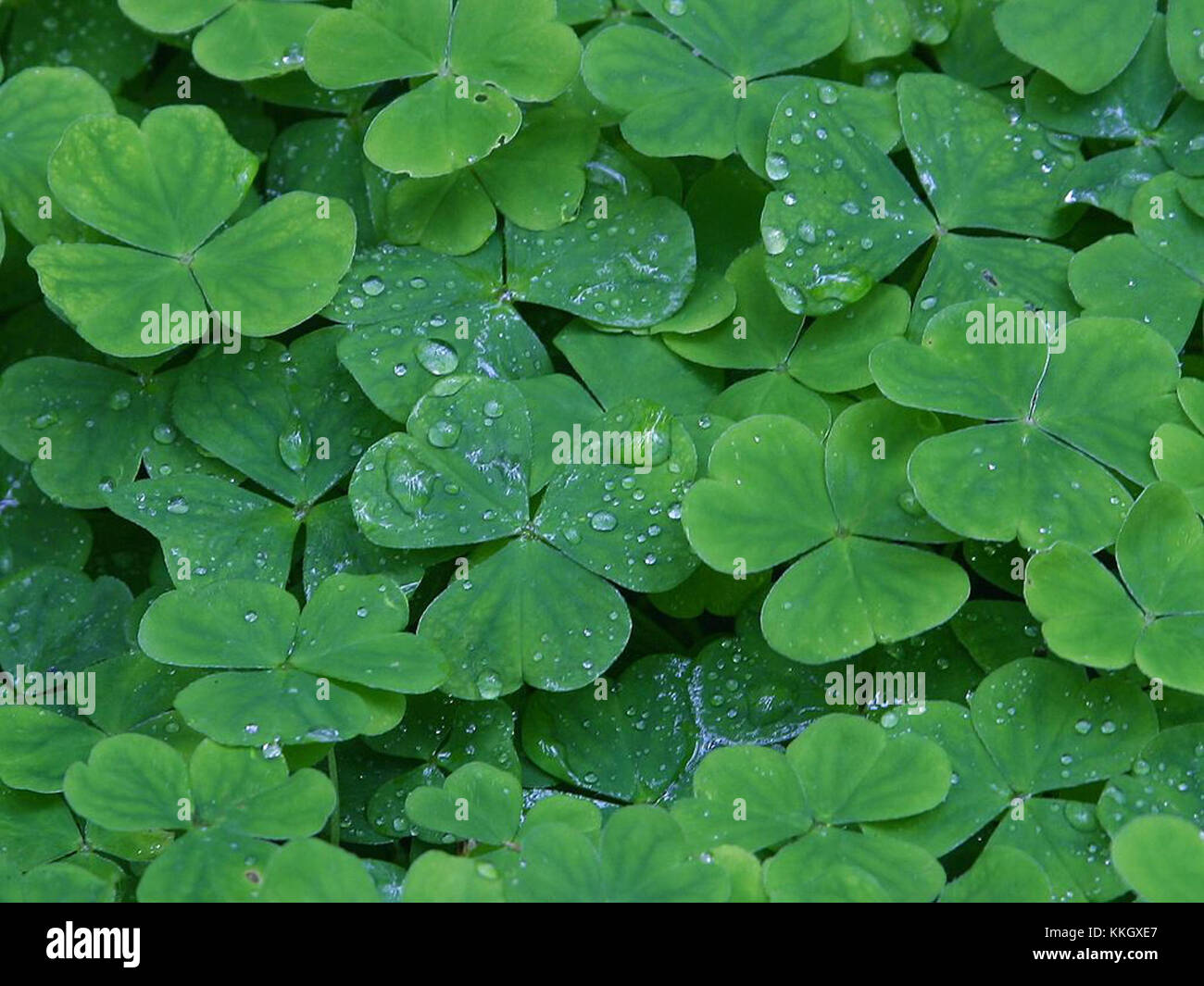 Oxalis sp., also known as wood sorrel, is a genus of plants known for ...