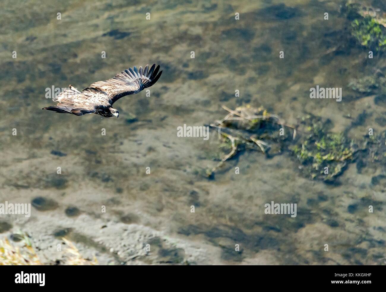 Aerial images of Astrakhan oblast, Russia. Volga Delta. Eagle Stock ...