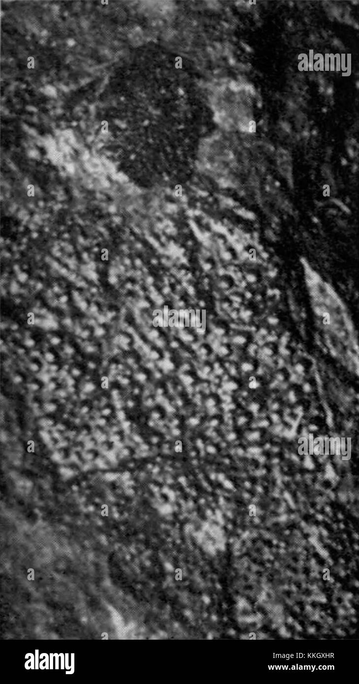 Fossils in marine shale hi-res stock photography and images - Alamy