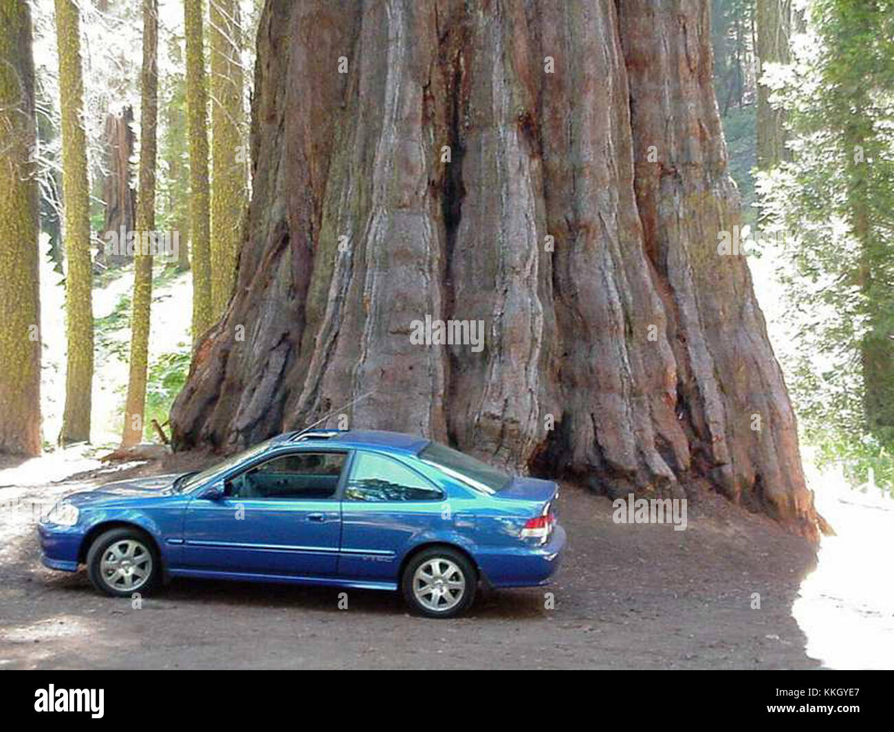 A Sequoia tree, a giant species native to North America, stands next to ...