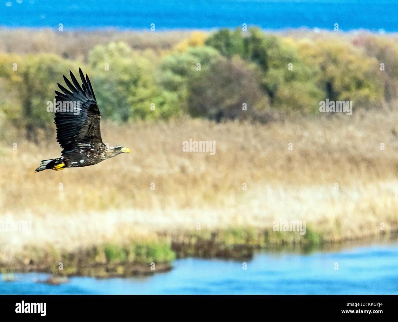 Aerial images of Astrakhan oblast, Russia. Volga Delta. Eagle Stock ...