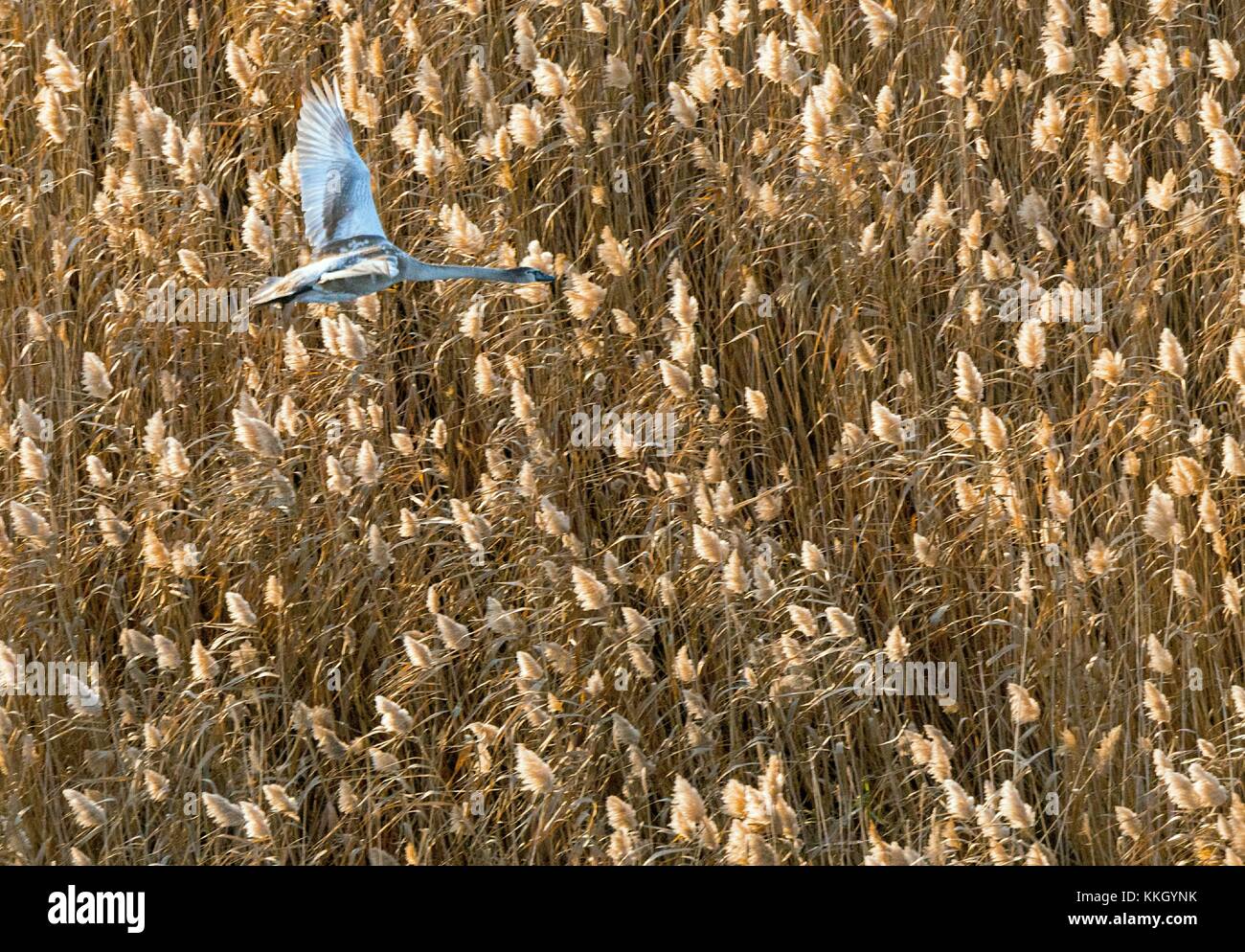 Aerial images of Astrakhan oblast, Russia. Volga Delta. Swan Stock ...