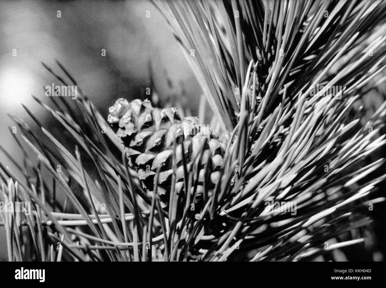 Landscaping tree care wood Black and White Stock Photos & Images - Alamy