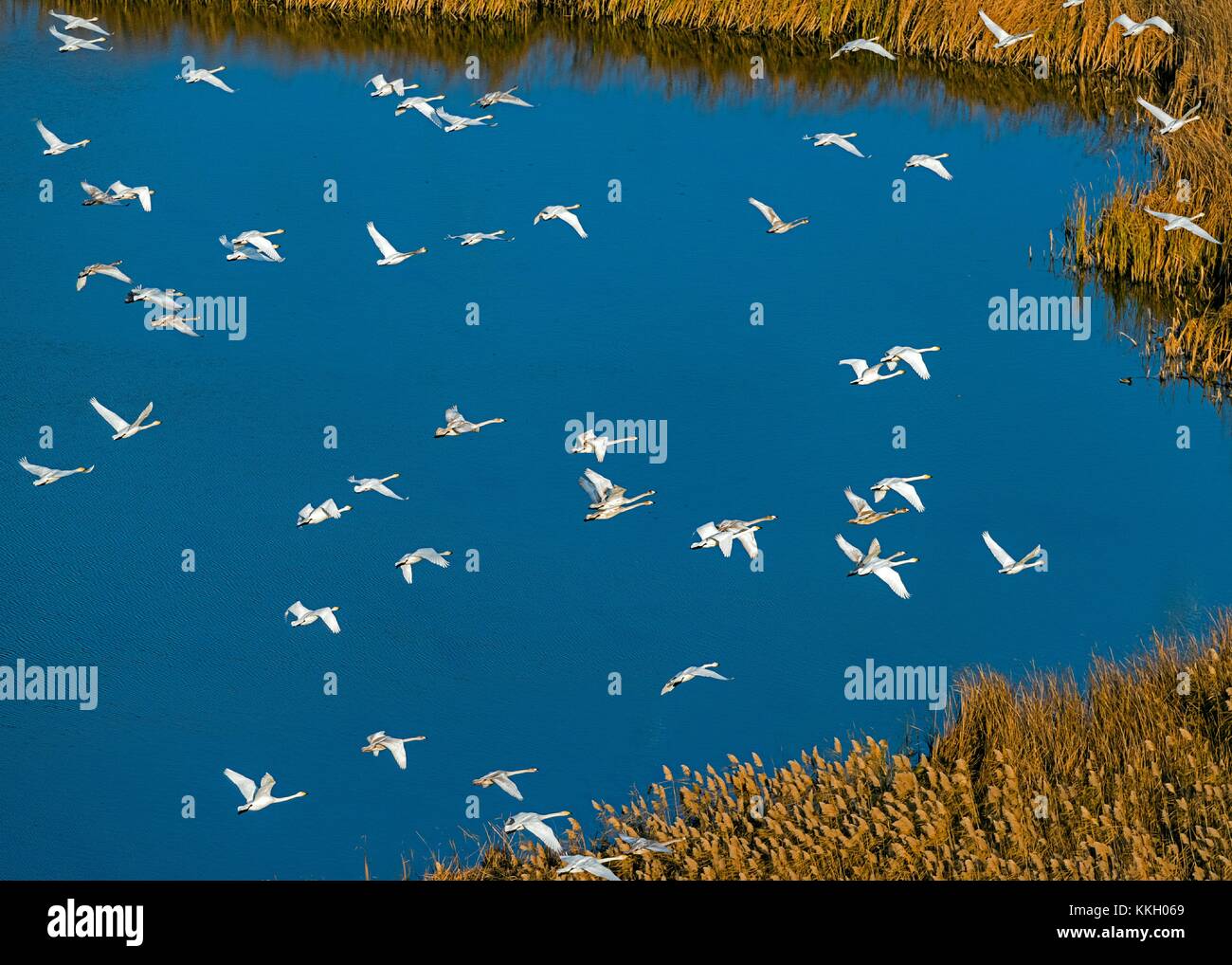 Aerial images of Astrakhan oblast, Russia. Volga Delta. Swans Stock ...