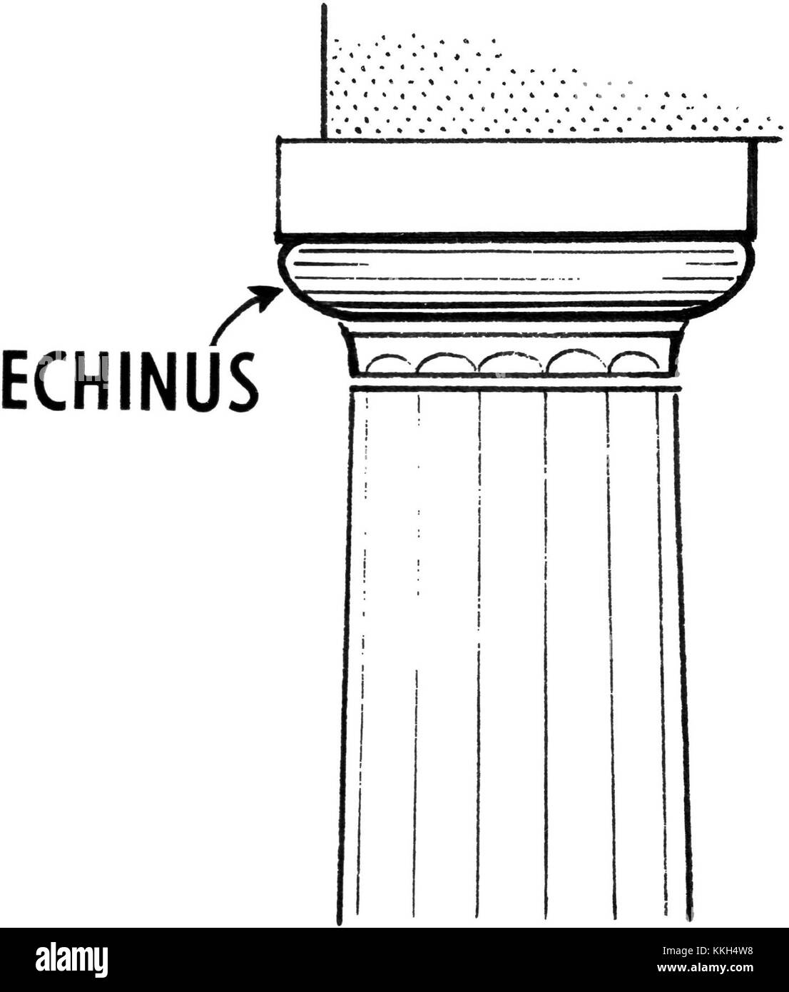 Echinus 1 is a species of sea urchin, part of the genus Echinus, known ...