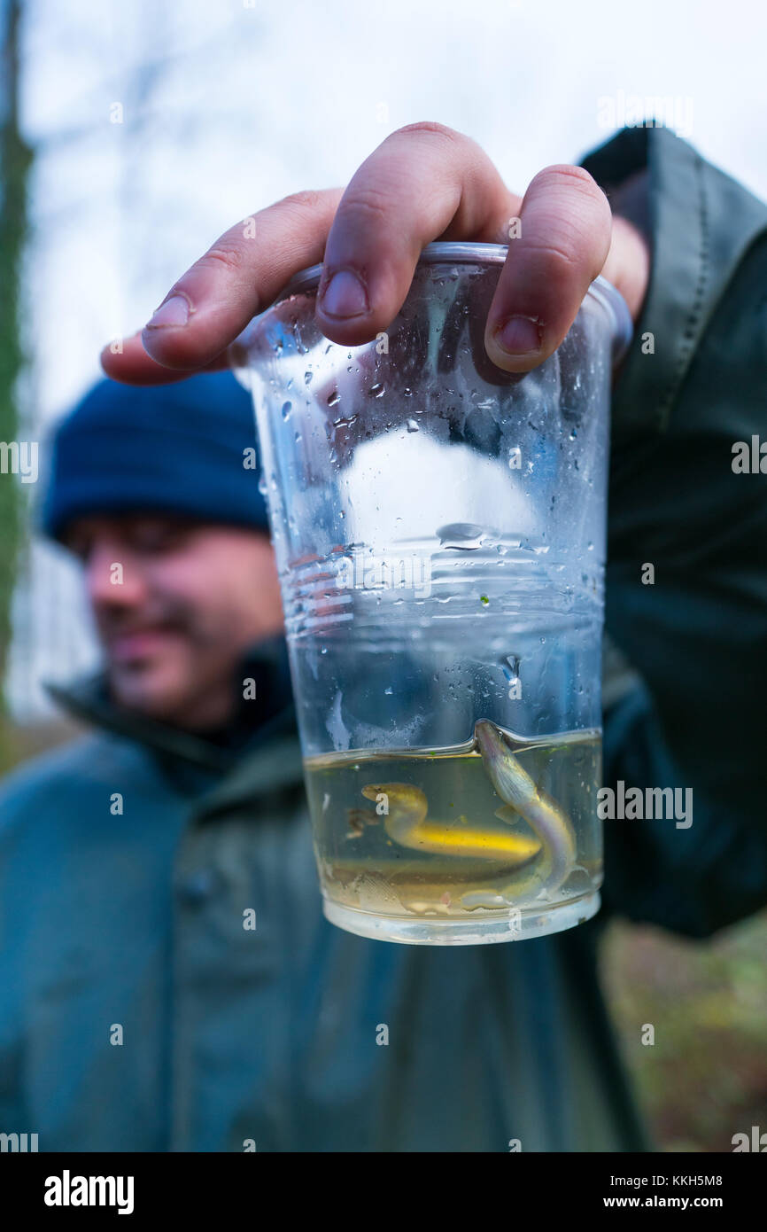 Cantabria, Spain. 30th Nov, 2017. Release of European Eels in the Saja ...