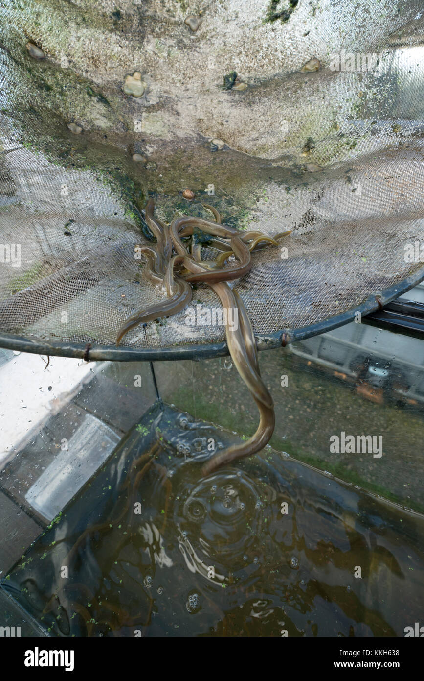 Cantabria, Spain. 30th Nov, 2017. Release of European Eels in the Saja ...