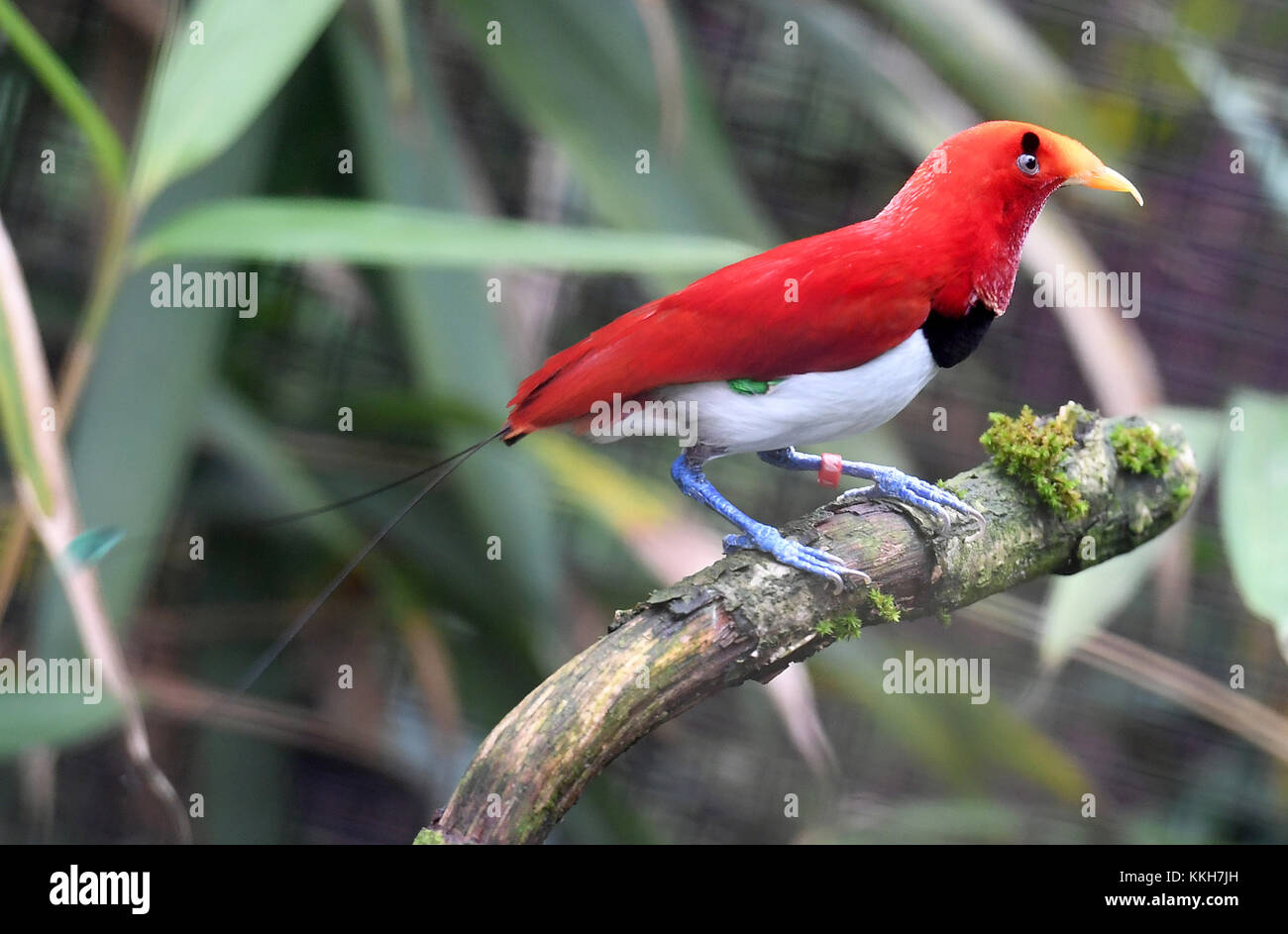 King bird of paradise cicinnurus regius hi-res stock photography and ...