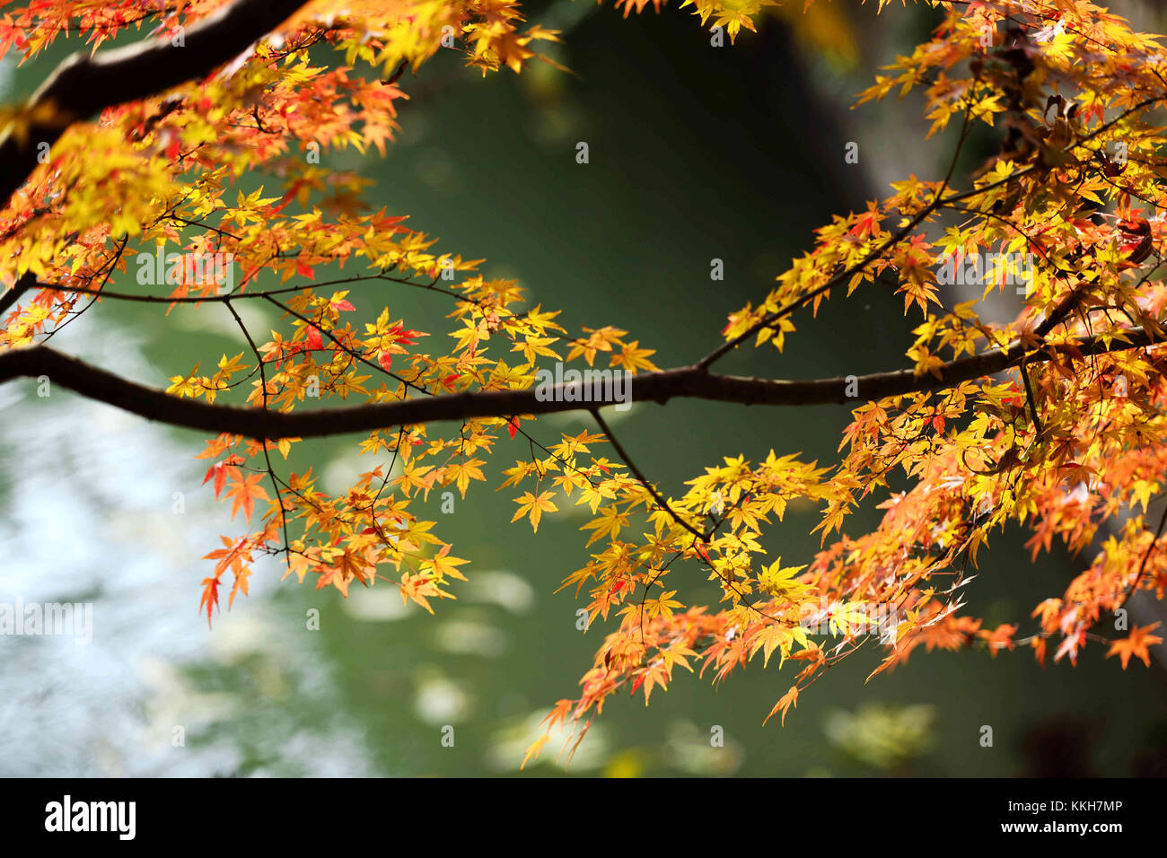 Nanjin, Nanjin, China. 25th Nov, 2017. Nanjing, CHINA-25th November ...