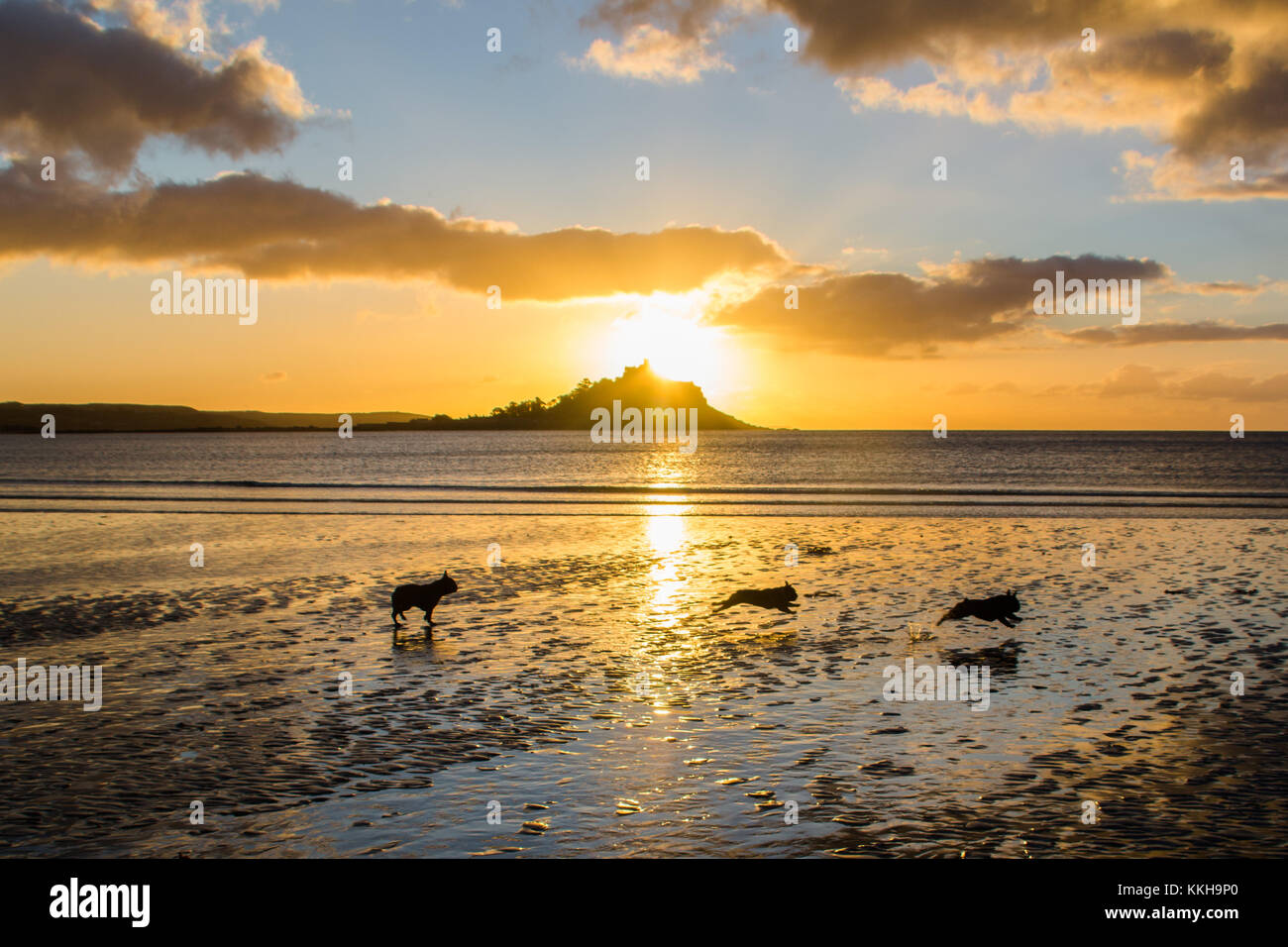 French bulldogs out for the early morning walk at sunrise at Longrock ...